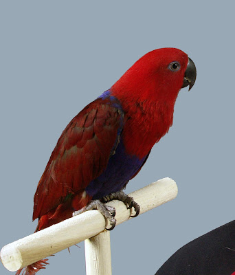 Parrots Lovers: Electus Picture Gallery